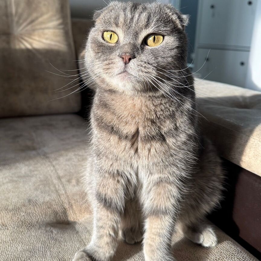 Шотландский вислоухий кот в добрые руки