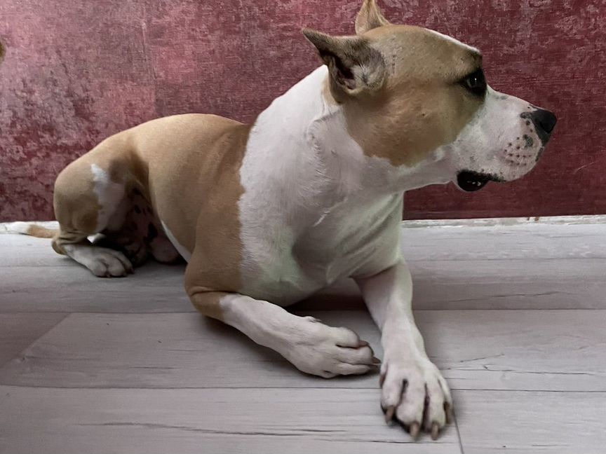 Стаффордширский терьер амстафф вязка