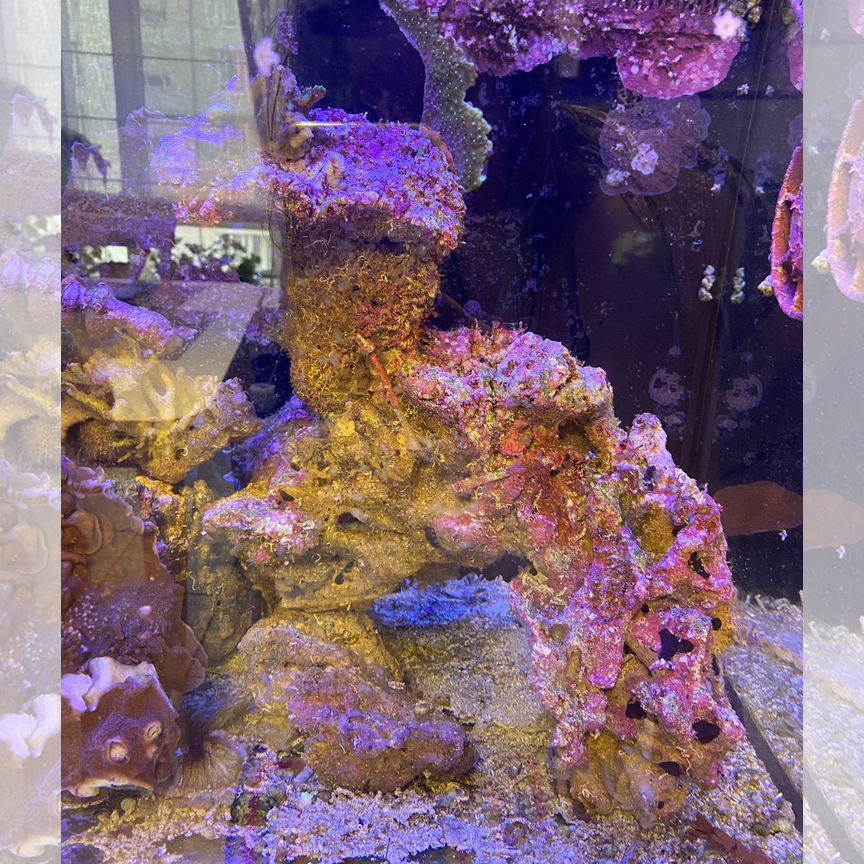 Живые камни для морского аквариума