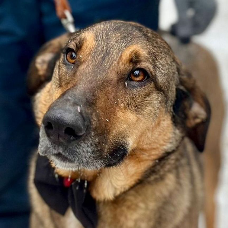 Собака Август в добрые руки Кобель рыжий черный