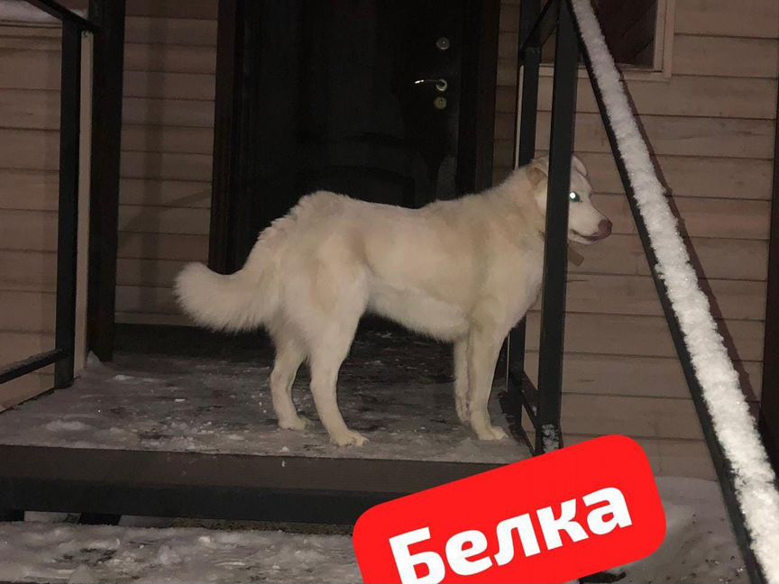 Собака в добрые руки отдам бесплатно