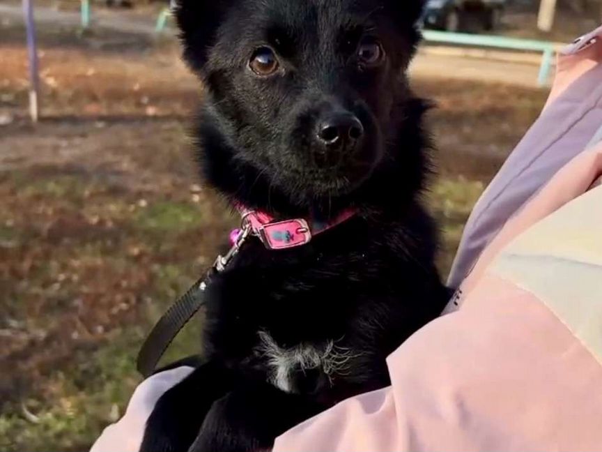 Щенок чихуахуа