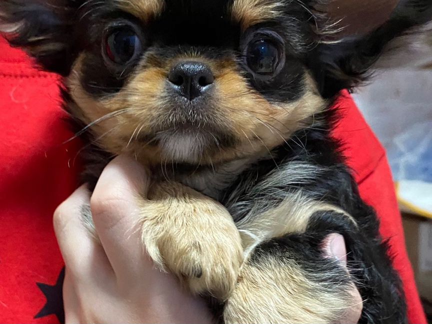 Чихуахуа- чудный малыш