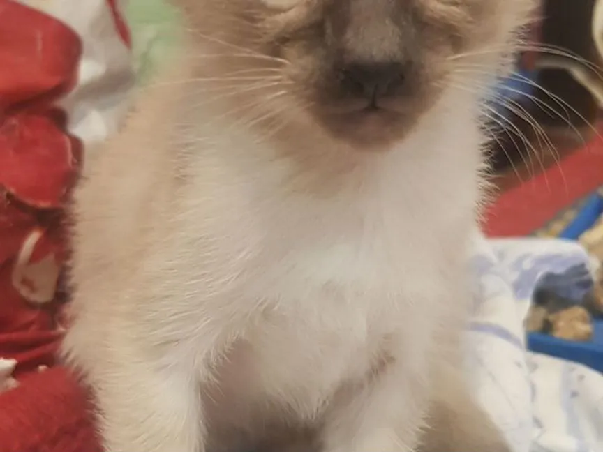 Ориентальные котята