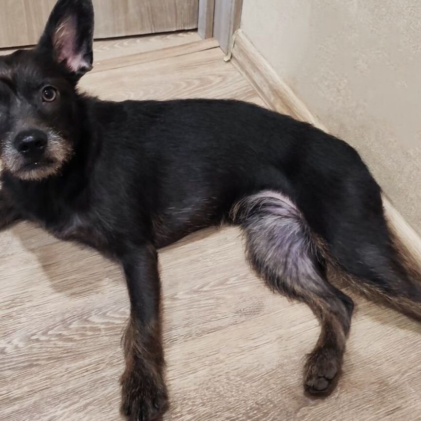 Метис французского бульдога и джека рассела