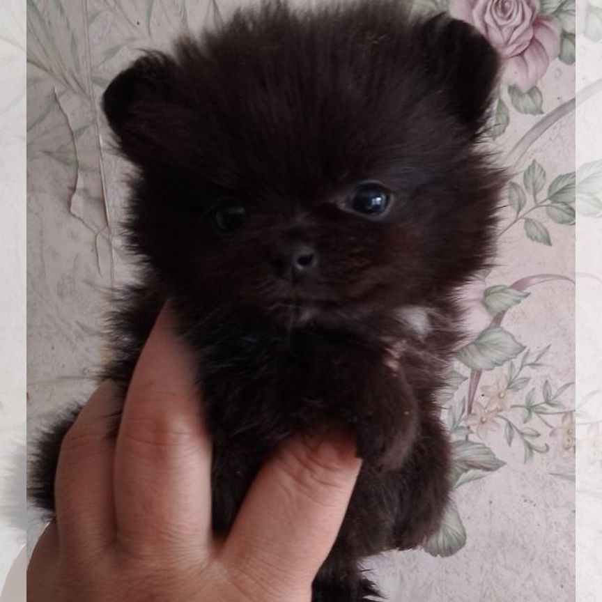 Помчи, щенок