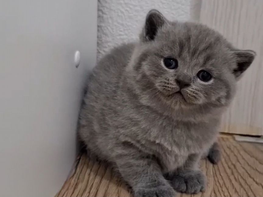 Британские котята