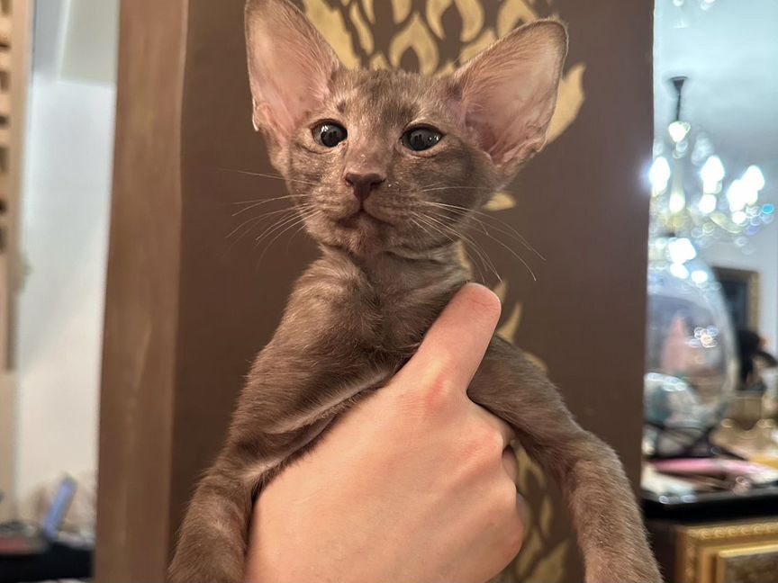 Ориентальная девочка документы WCF