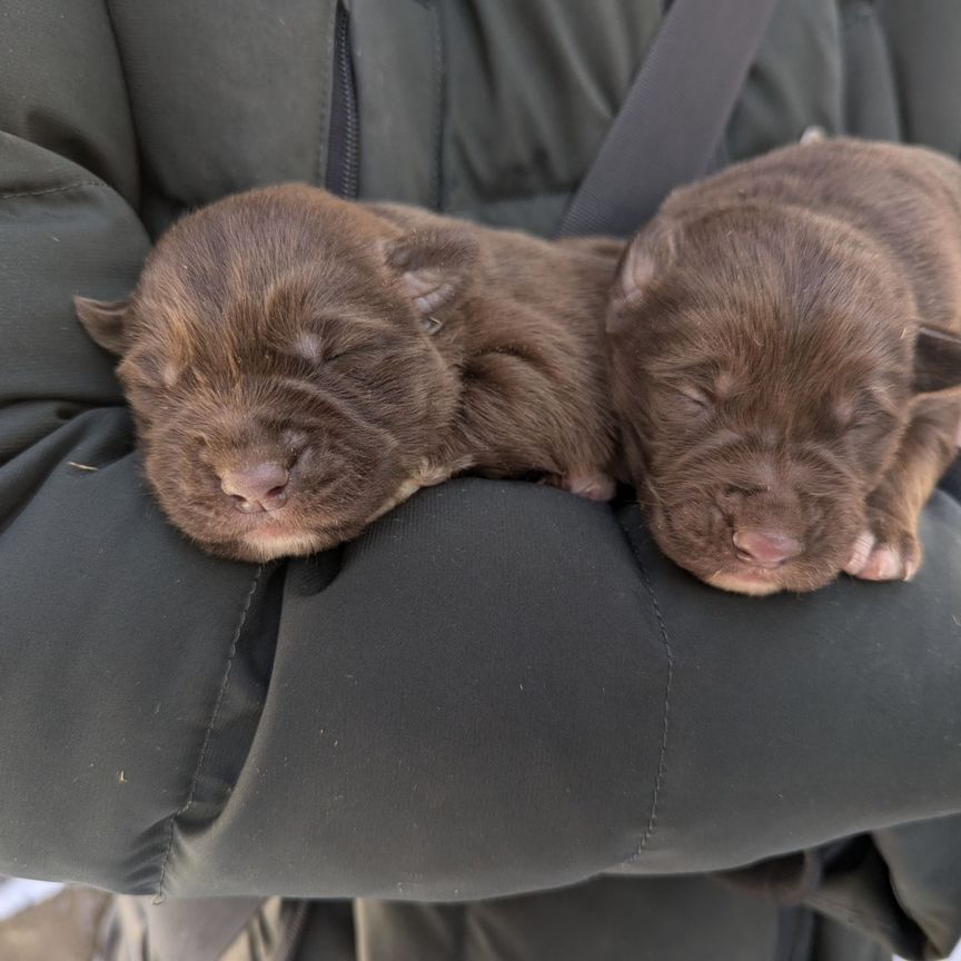 Отдаём щенков