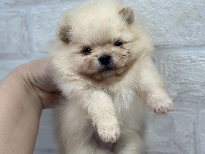 Мини мишки померанцы