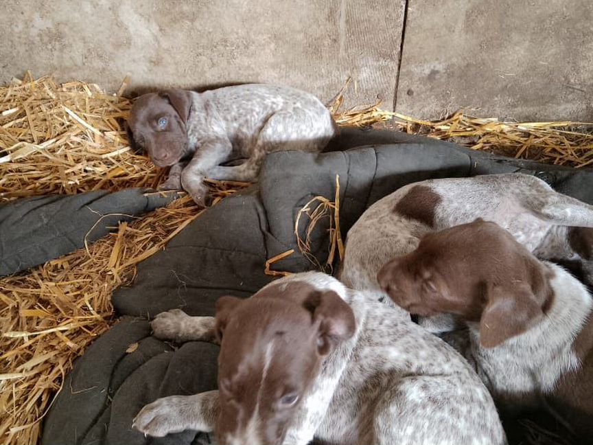 Щенки Курцхаар