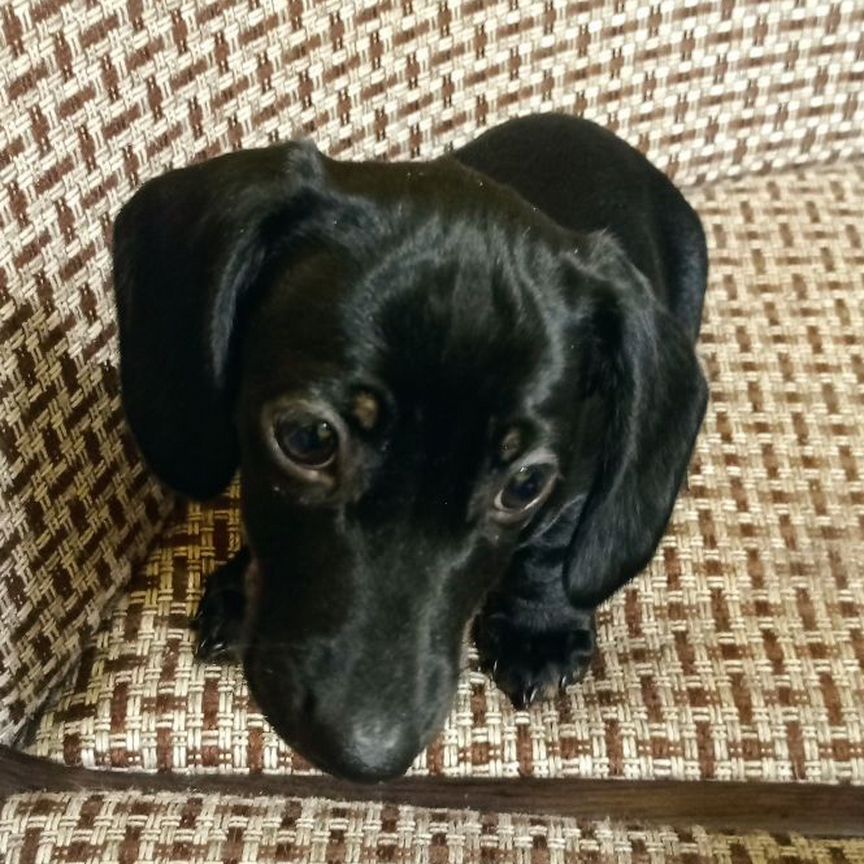 Щенок таксы