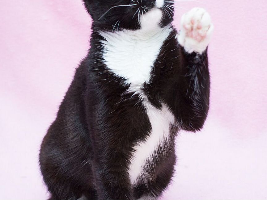 Кошечка Звёздочка ищет дом