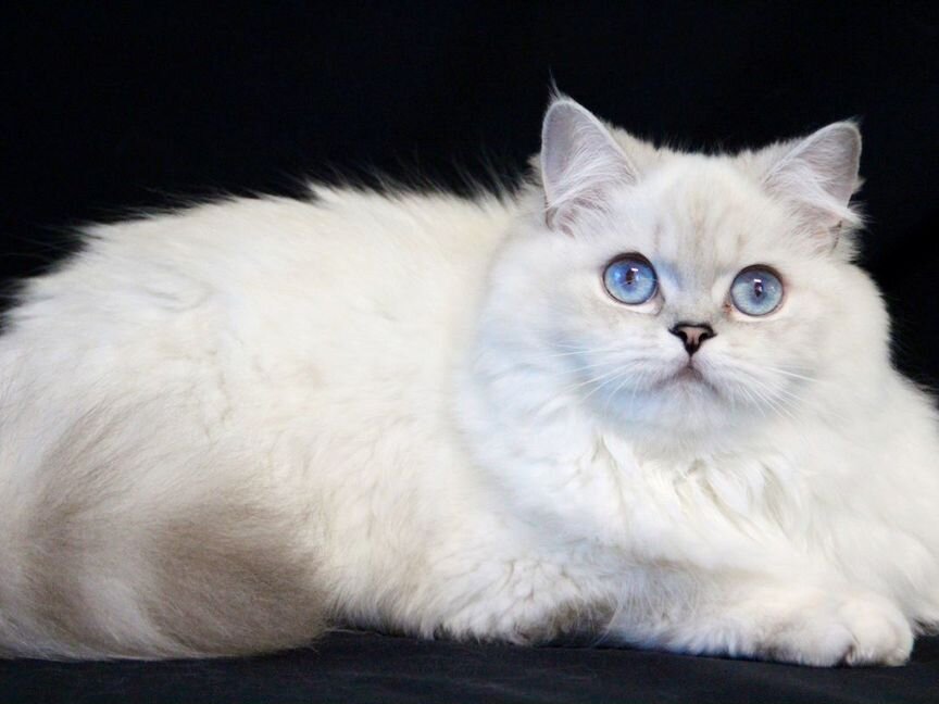 Элитная красивая шотландская кошечка