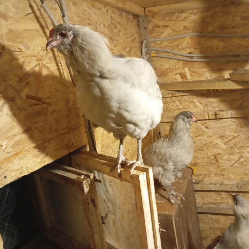 Петухи Амераукана лаванда