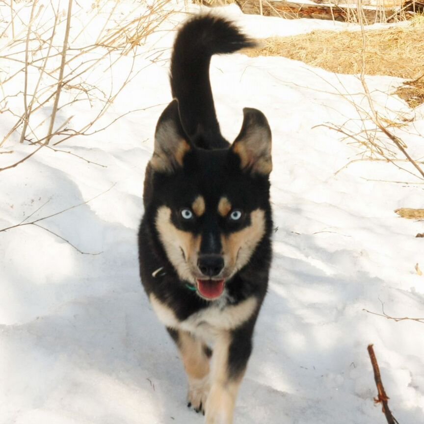 Взрослый пёс в добрые руки