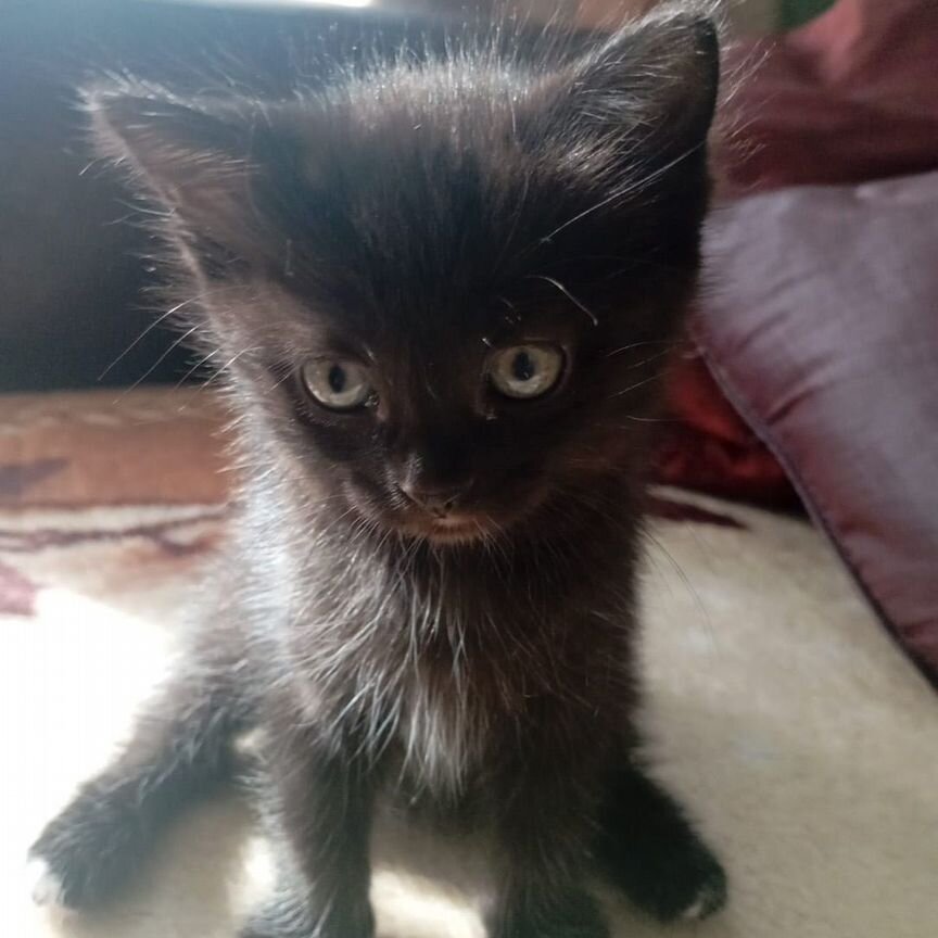 Котенок