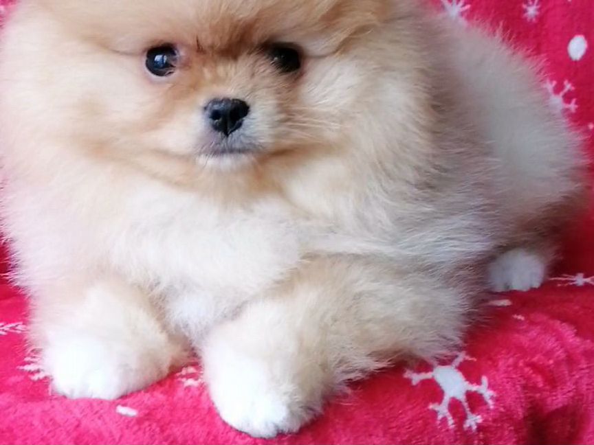 Померанский шпиц девочка