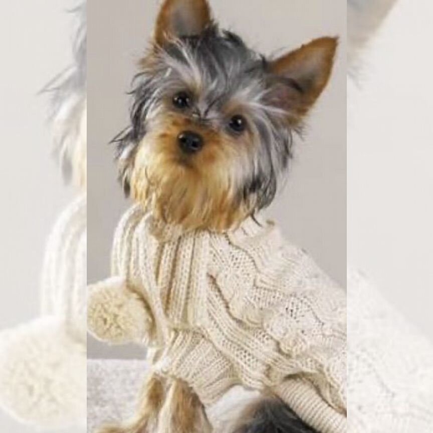 Одежда для собак