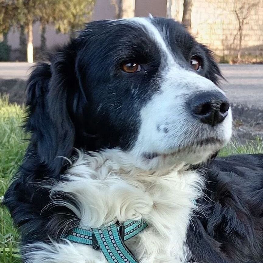 Русский охотничий спаниель, взрослый пёс