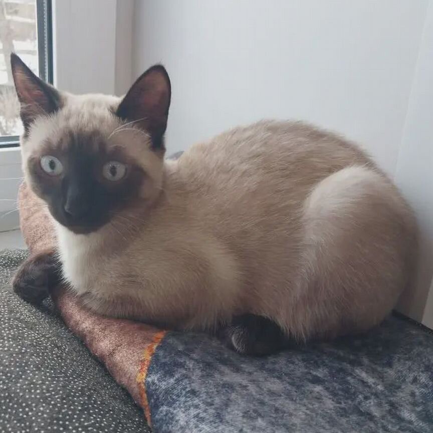 Сиамский котёнок