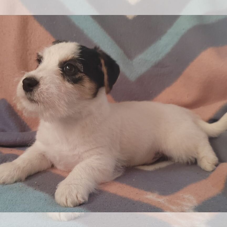 Джек-рассел-терьер, щенок