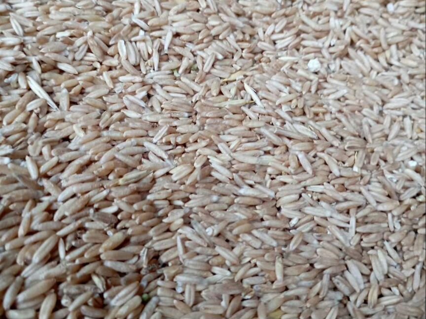 Овес голозерный