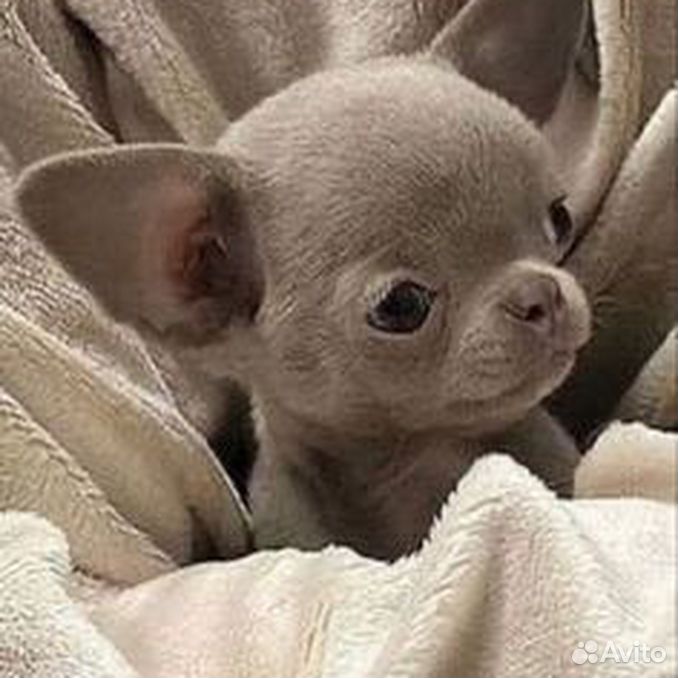 Чихуахуа лиловый мини