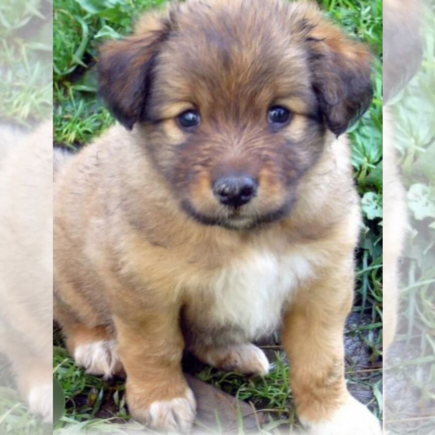 Муди, щенок