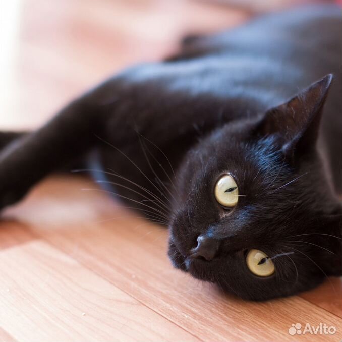 Я черная кошка твоих не приснившихся снов