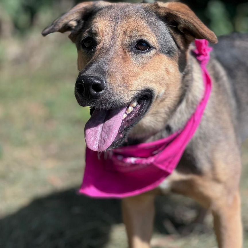 Маленькая Мина в добрые руки