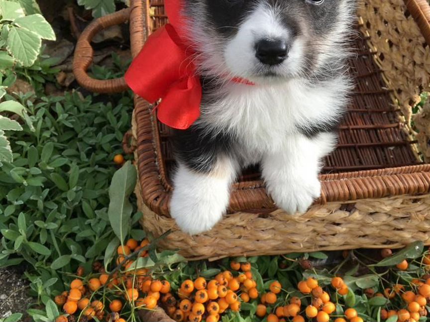 Вельш-корги пемброк щенки триколор