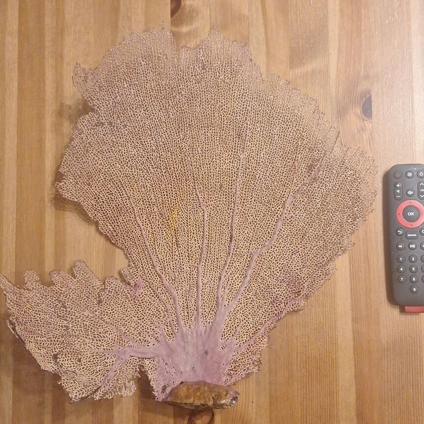 Морской коралл горгонария