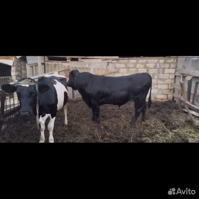 Быки лимузины