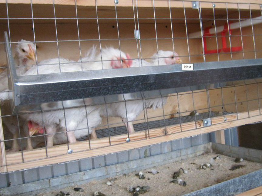 Клетка для бройлеров Профи поилка кормушка поддон