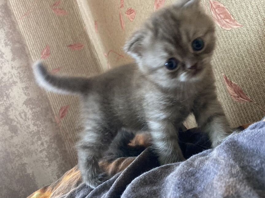 Шотландская вислоухая кошка