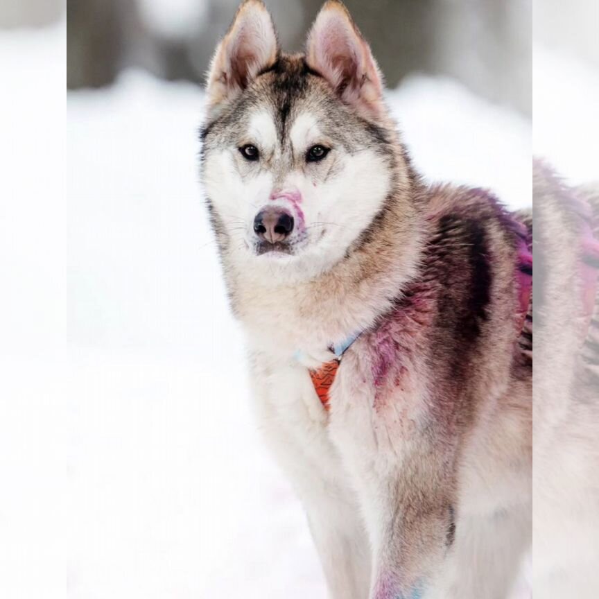 Взрослый пёс в добрые руки