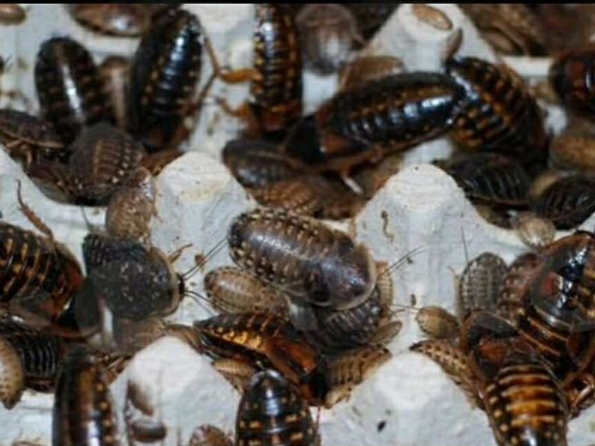 Аргентинский таракан