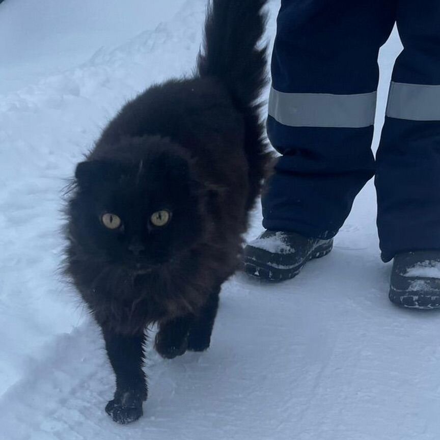 Взрослая, Девочка кошка в добрые руки