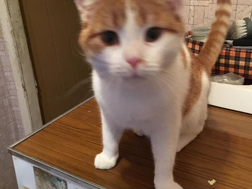 Котик для доброго человека