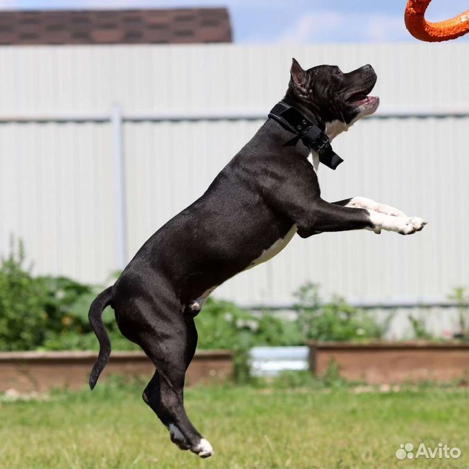 Подрощенный мальчик амстаффа