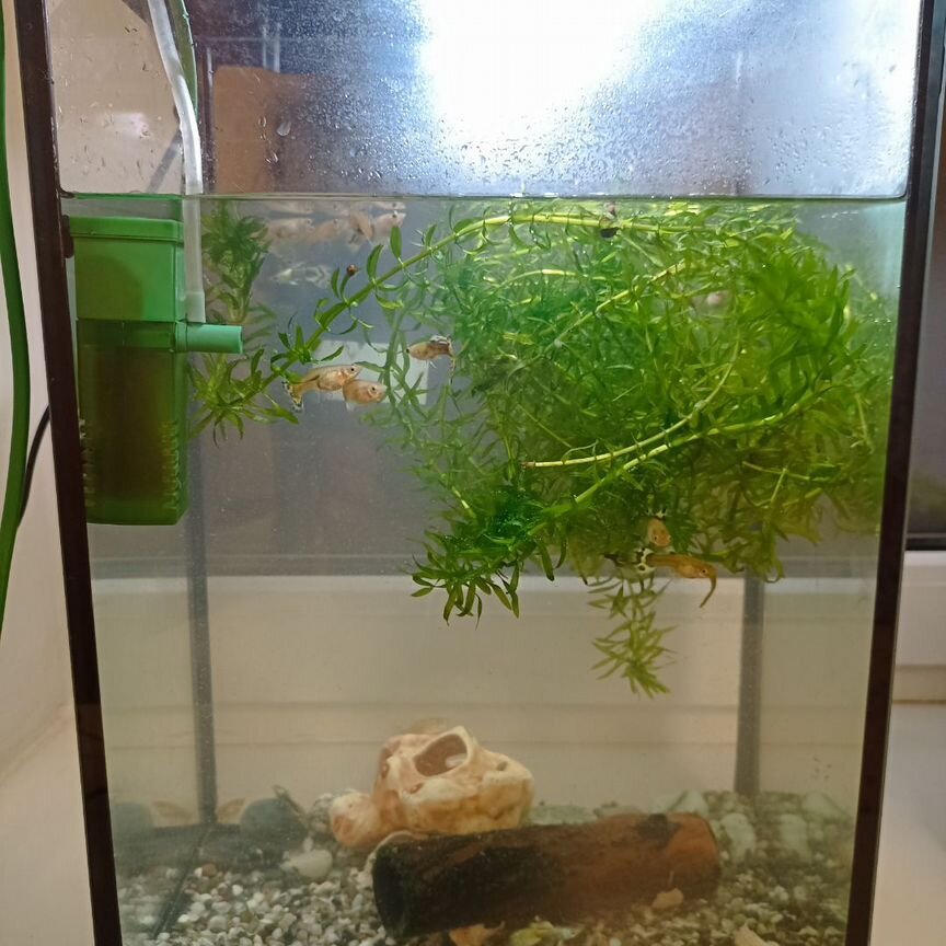 Аквариум с рыбками