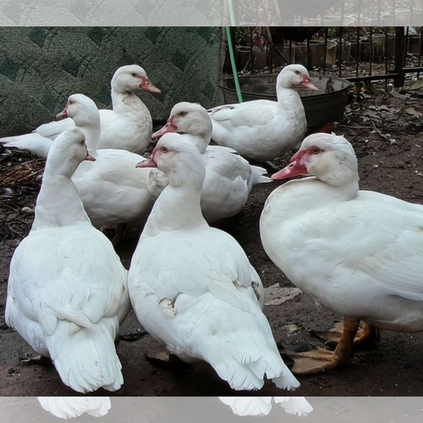 Продам белых индоуток