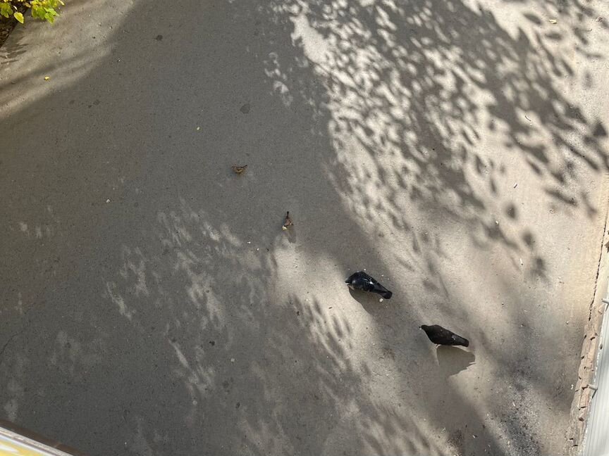 Голуби на свадьбу