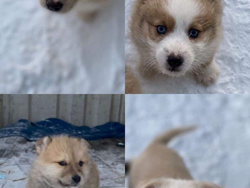 Отдадим малышей добрые руки