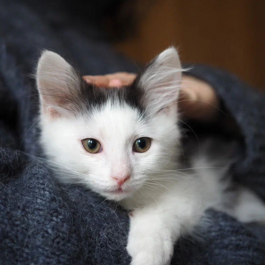 Отважный котёнок Капитон ищет дом, 2 месяца
