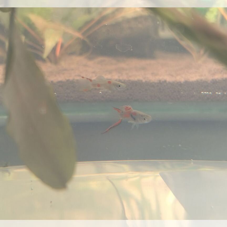 Гуппи эндлера, 2 шт, самцы (Бронь)