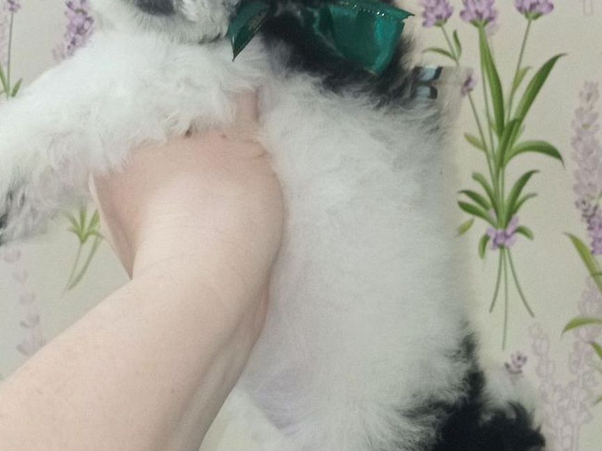 Собака