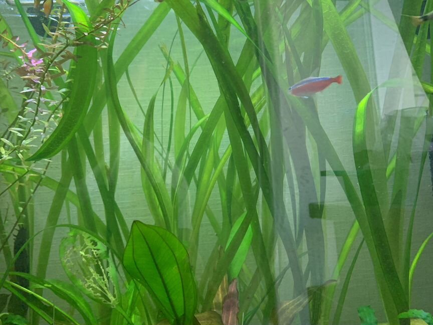 Аквариумные растения