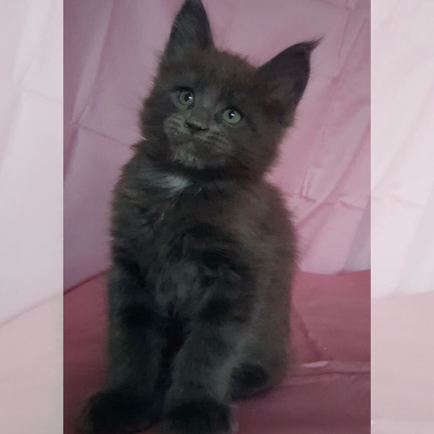 Мейн-кун котёнок